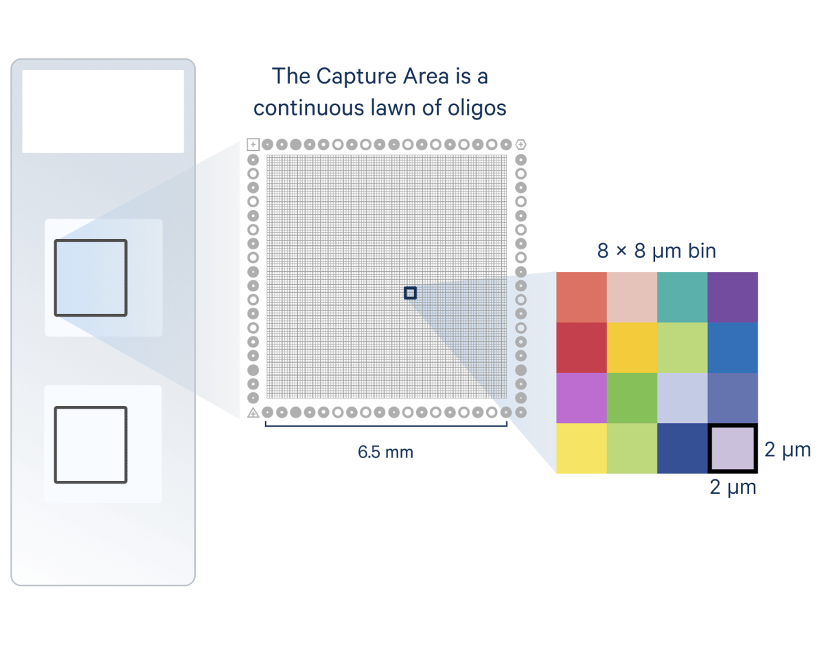 HD Products: Visium HD Spatial Gene Expression - 10x Genomics